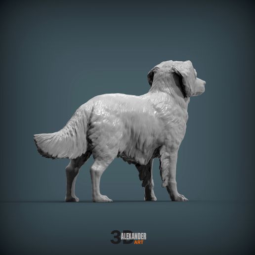 STL file dutch kooiker dog 3D print model 🐕 (OBJ)・3D printer model to ...