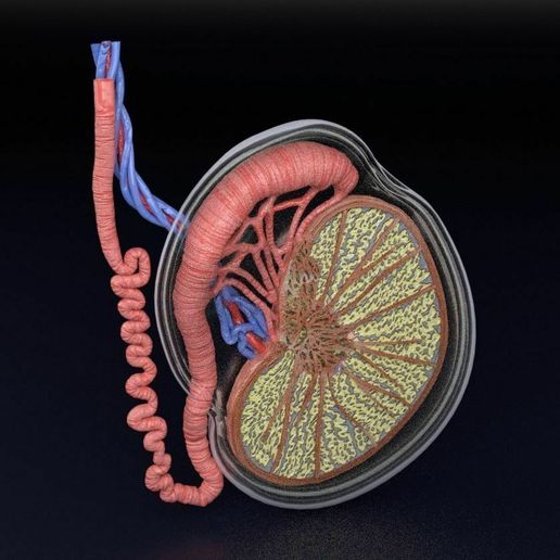 🧪 testis anatomy histology 3D model・ 3D File for 3D printing・Cults