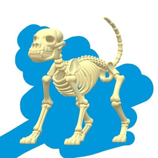 dog skeleton 3d