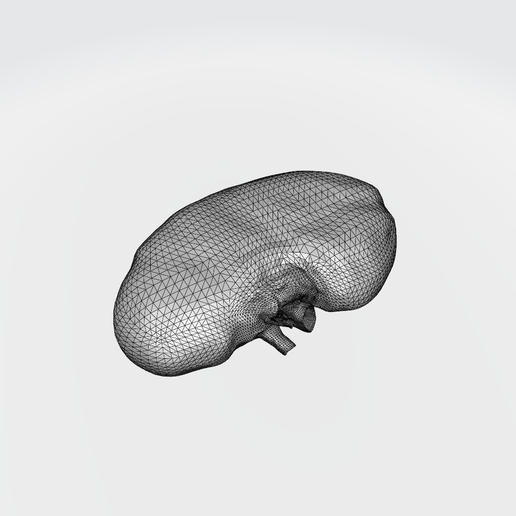 💀 kidney Digestive System ANATOMY Human・Free STL File for 3D printing ...