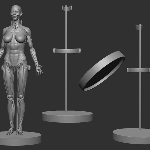 Archivo STL ECORCHE FEMALE / ANATOMIA MUJER ♀️ ・Plan de impresión en 3D para descargar・Cults
