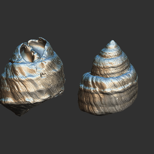 OBJ file Shell fossil scan data 🐚 ・3D print object to download・Cults