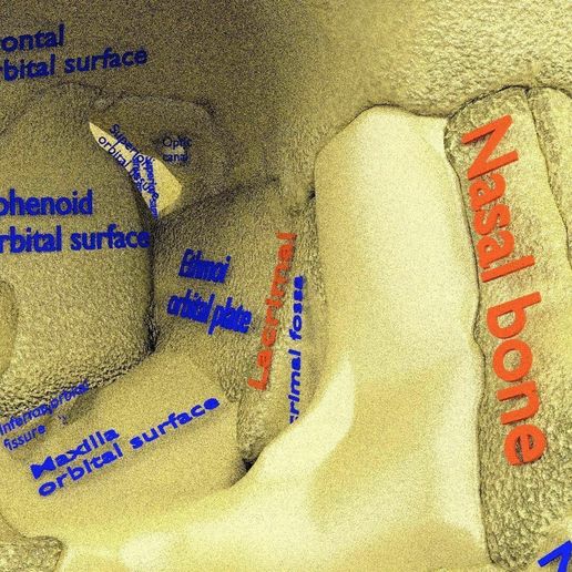 💀 Human skeleton set complete separable labelled bone names parts 3D ...