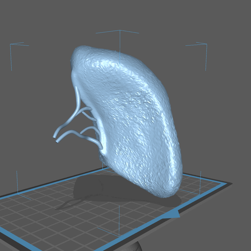 STL file Spleen 🩻 ・Model to download and 3D print・Cults