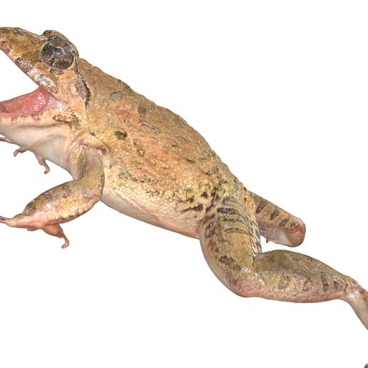 🐸 FROG AMPHIBIAN FROG TOAD 1 FOSSIL ANATOMY GUTS INTESTINES INTERIOR ...