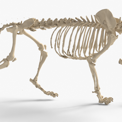 💀 Large Feline Skeleton Model – Quadruped Anatomy Study (3D Printable ...