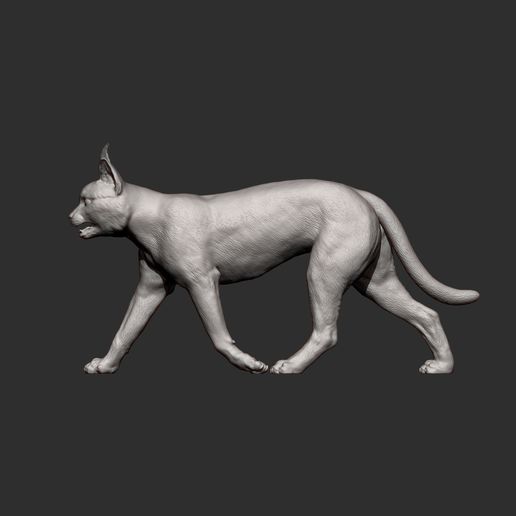 🐱 Caracal 3D print model・ STL File for 3D printing・Cults