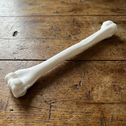 ⚕️ Anatomically Accurate Human Humerus・ STL File for 3D printing・Cults