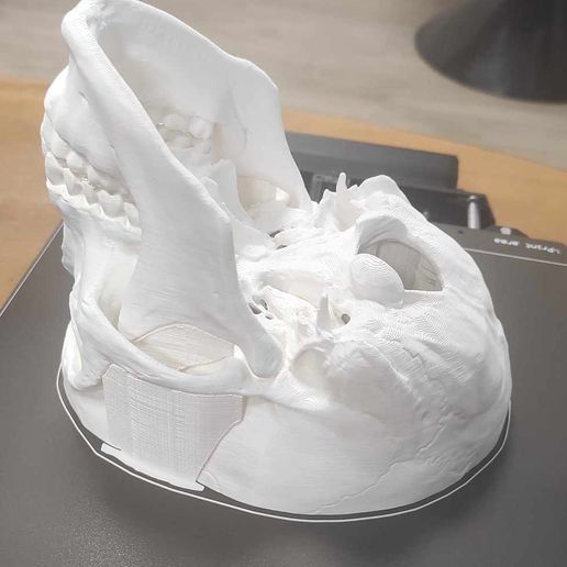 💀 HUMAN SKULL - ANATOMICALLY CORRECT・ STL File for ・Cults