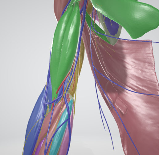 Archivo STL COMPLETE UPPER LIMB ANATOMY WITH MUSCLES, BONES, NERVES ...