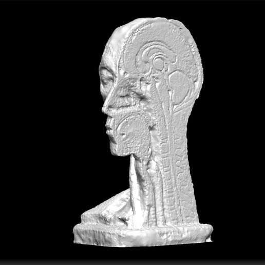 💀 Anatomy Head Model - Human Head STL - Skull Anatomy 3D - Medical Head ...