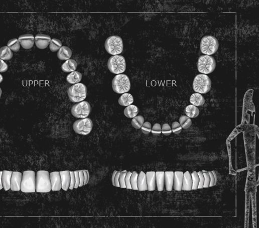STL file Zirkonzahn Exocad Tooth library 🦷 ・3D printable model to ...
