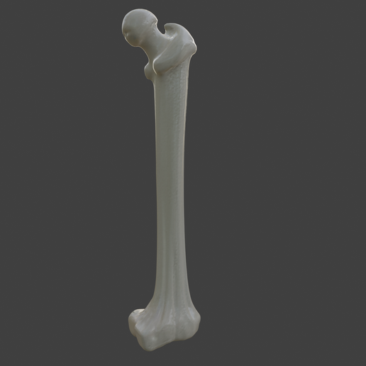 🦴 3D Femur Bone Model・ STL File for 3D printing・Cults