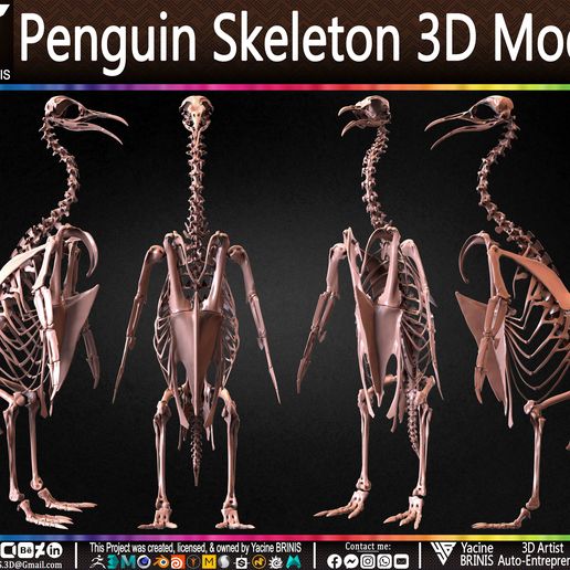 🐧 Penguin Skeleton 3D Model・ 3D File for 3D printing・Cults