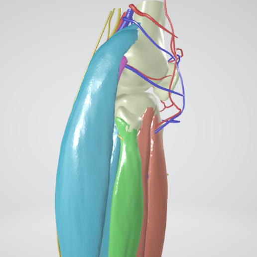 35 PARTS LOWER LEG, ANKLE, FOOT WITH DETAILED MUSCLES, BLOOD VESSELS ...