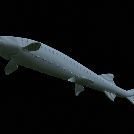 🐠 fish beluga / sturgeon / huso huso / vyza velká statue detailed ...