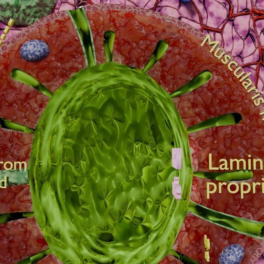 ⚕️ Intestinal wall layers anatomy labelled・ STL File for 3D printing・Cults