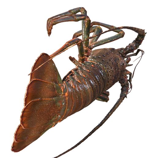 🦞 CRAYFISH Spiny Lobster Japonicus PRAWN LOBSTER CrayFish Cambaroide ...