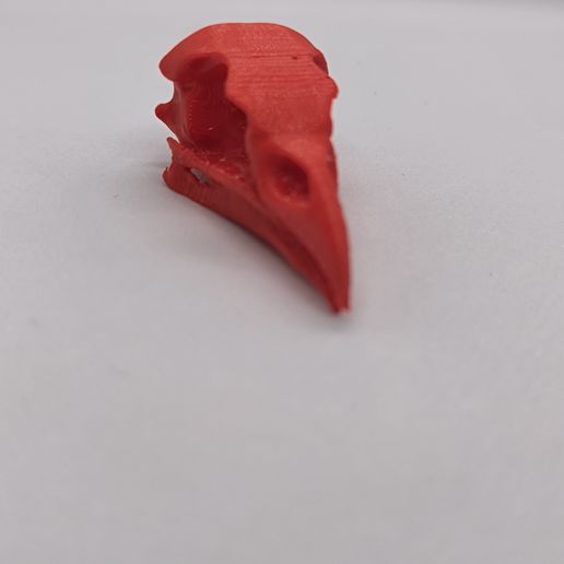 🐦 bird skull・ STL File for 3D printing・Cults