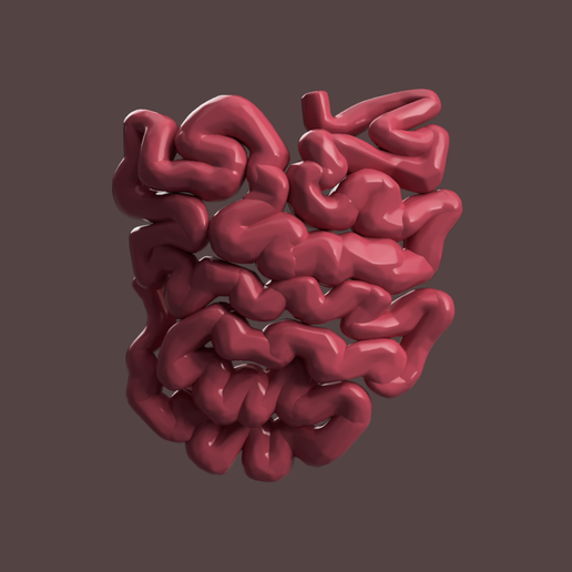 🤏 SMALL INTESTINE SEGMENTED・ 3D File for 3D printing・Cults