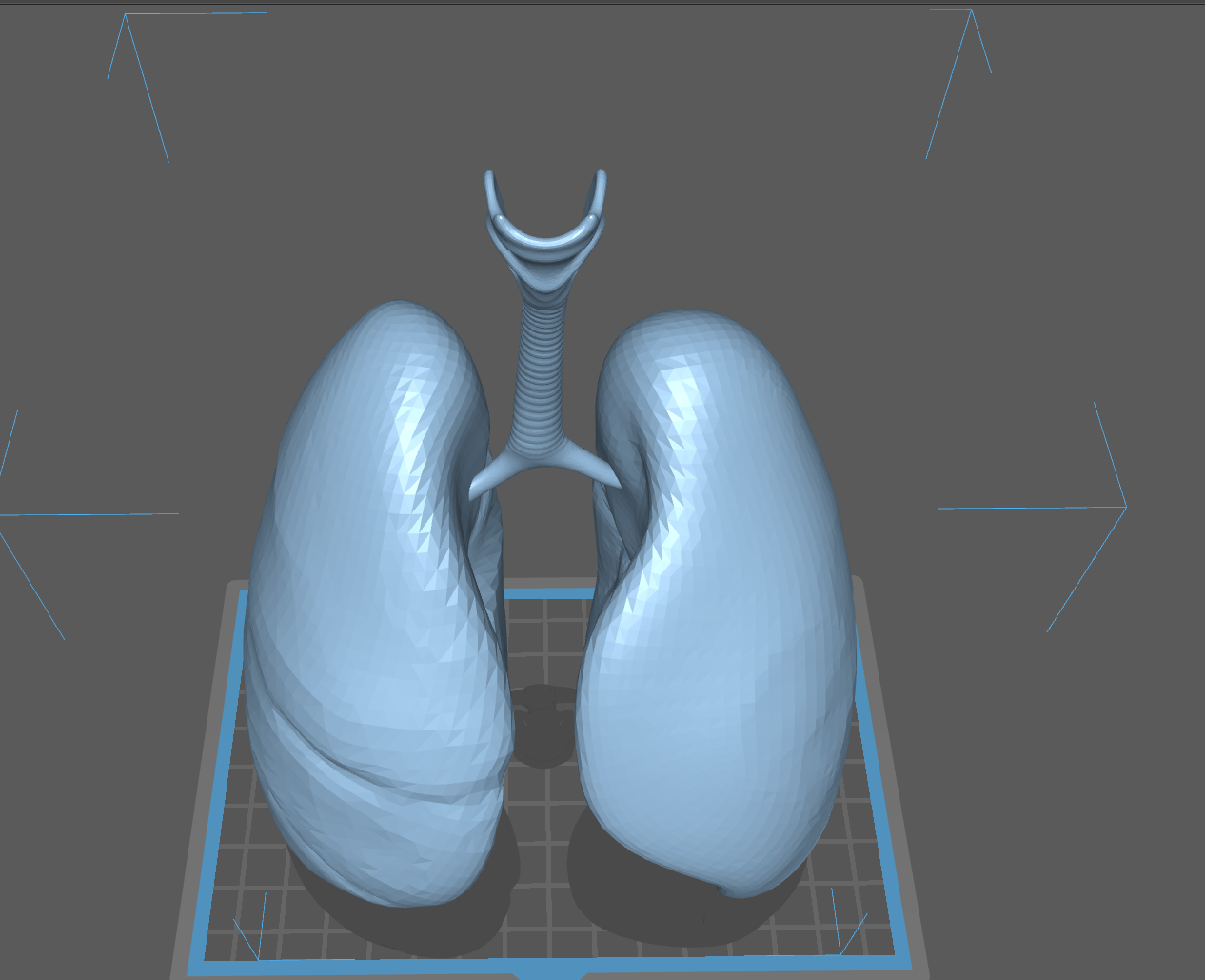 STL file Human Lungs・3D printing design to download・Cults