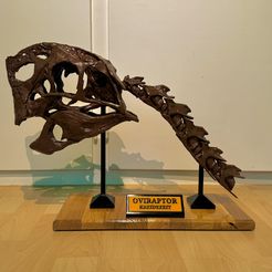 3D printable Life size Citipati (Oviraptor) skull and cervical ...