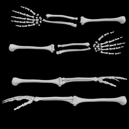 💀 Skeleton arm bones (58 bones)・ STL File for ・Cults