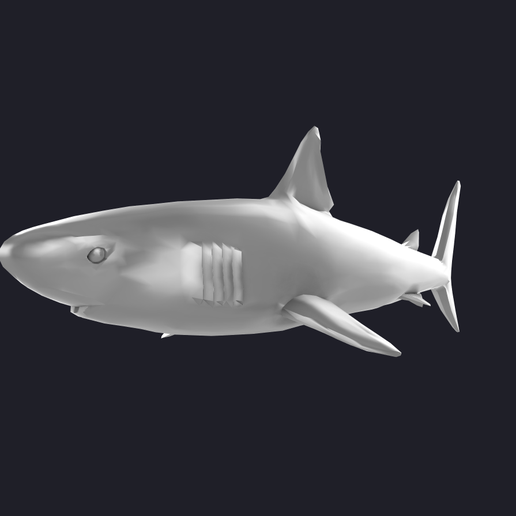 🦈 Shark 3D MODEL・ 3D File for 3D printing・Cults