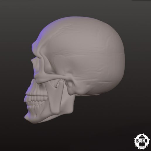 OBJ file SKULL HUMAN human skull , DIGITAL STL FILE FOR 3D PRINTING 💀 ...