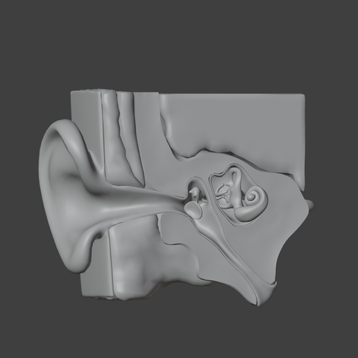 Archivo STL 3D Model of Ear Cross Section Anatomy 👂 (OBJ)・Diseño ...