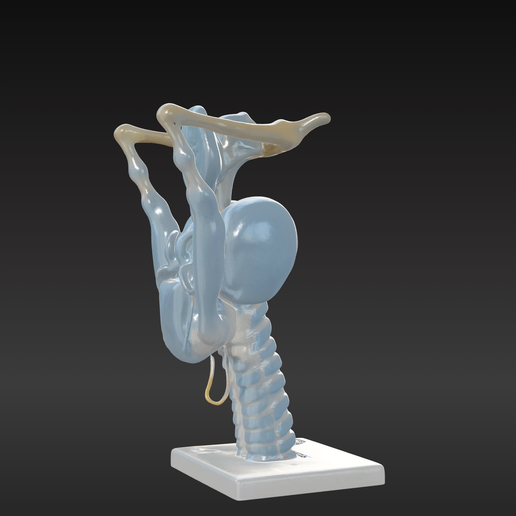 🩻 3D Model of Human Larynx Anatomy with Stand・ STL File for 3D printing ...