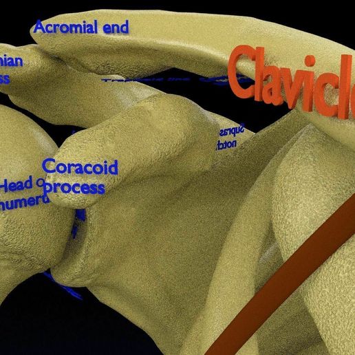 💀 Human skeleton set complete separable labelled bone names parts 3D ...