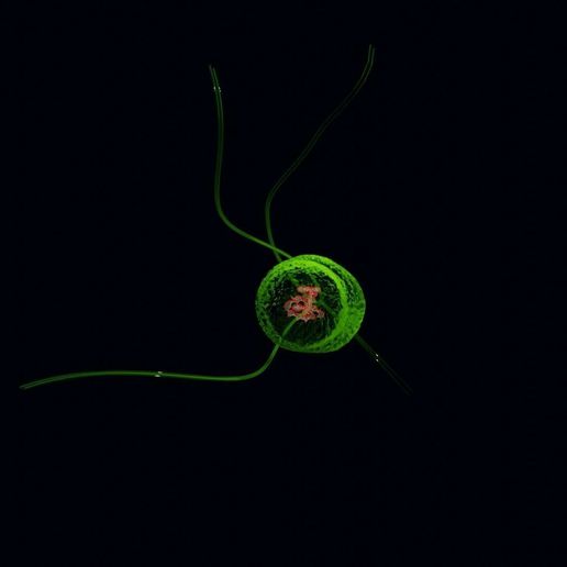🧬 helix dna label bacteria flagella bacilli Low-poly 3D model・ STL File ...