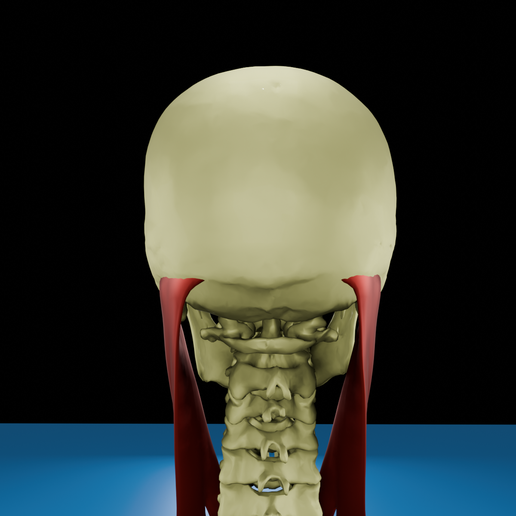Human Skull with Neck Muscles 3D Model 🧠💀 | Anatomy Educational ...