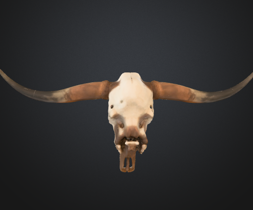 🐄 Longhorn Cow Skull・ STL File for 3D printing・Cults
