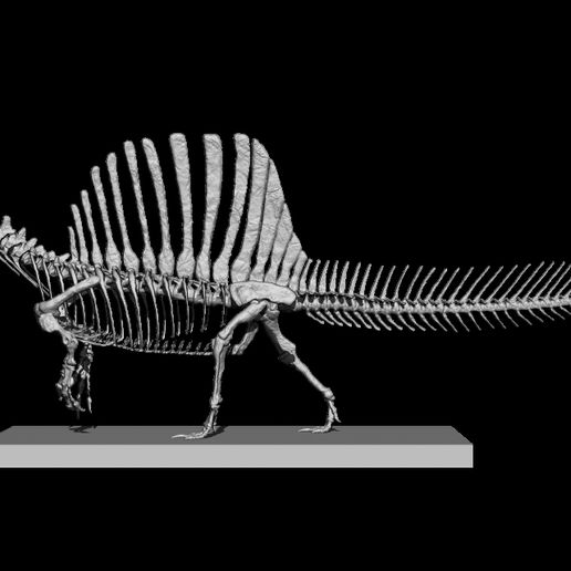 💀 SPINOSAURUS SKELETON V2, PART 1 OF 3・ 3D File for ・Cults