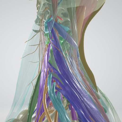 🦴 NECK AND SPINE ANATOMY WITH MUSCLES, VERTEBRAL ARTERY AND VEIN, NERVE, SPINAL CORD, BRACHIAL ...