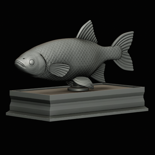 🐠 fish common rudd / Scardinius erythrophthalmus with storage space ...