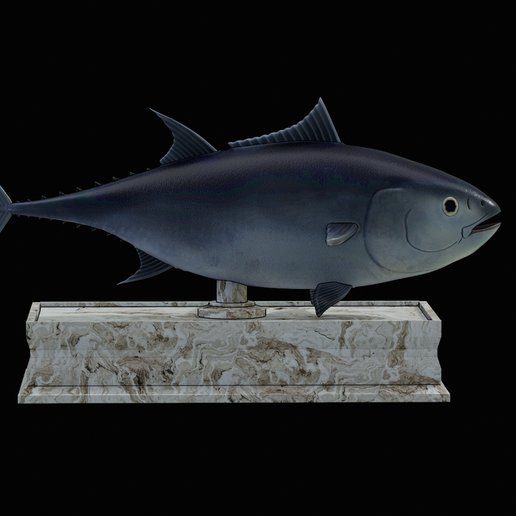 🐠 fish tuna bluefin / Thunnus thynnus with storage space / for 3d ...