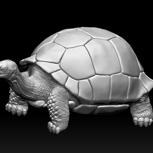 🐢 turtle・ STL File for 3D printing・Cults