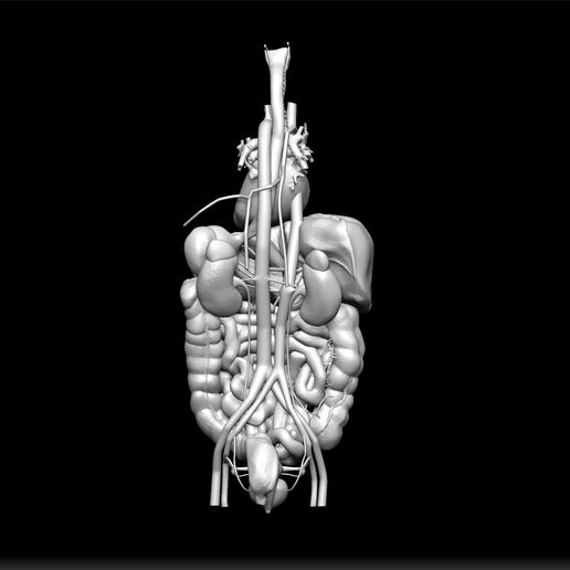 📁 Abdomen Anatomy 3D Print Model - Human Torso STL File - Medical Study ...