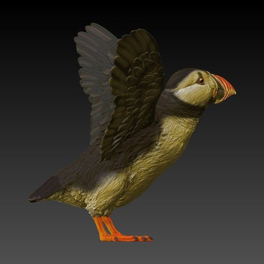 🇮🇸 Atlantic Puffin・ STL File for 3D printing・Cults