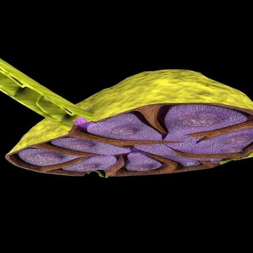 3D file Lymph node Lymphatic system 3D model ⚕️ ・3D printer design to ...