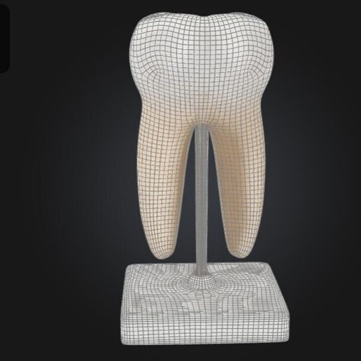 🦷 3D Model of Lower Twin Root Molar・ STL File for 3D printing・Cults