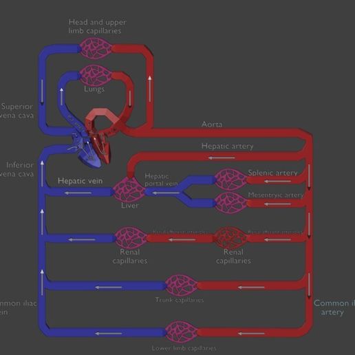 🩸 3D Model of Systemic Blood Flow - Diagram・ STL File for 3D printing・Cults