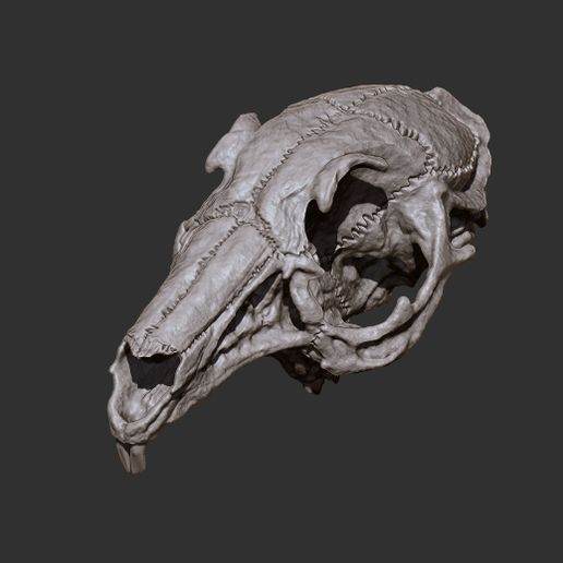 rabbit skull drawing