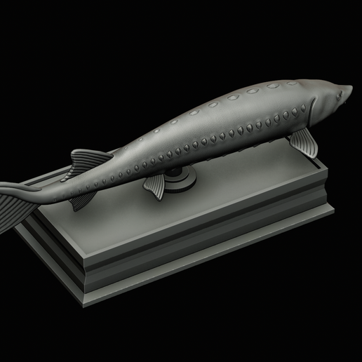 🐠 fish sturgeon / huso huso / vyza / Acipenseridae with storage space ...