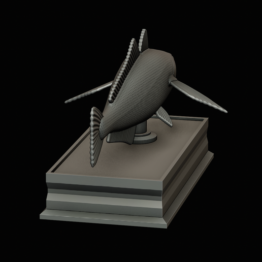 🛰 robalo patagonico / Patagonian blennie / Eleginops maclovinus statue ...