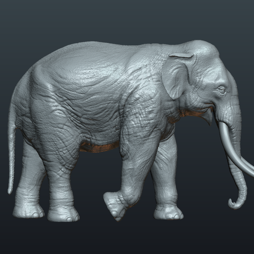 3D file Asian Elephant 🐘 ・Design to download and 3D print・Cults