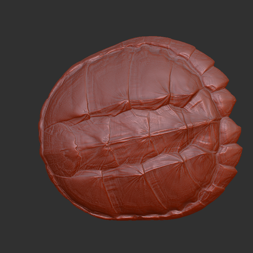 OBJ file Scanned model of snapping turtle shell 🐢 ・3D printable model ...